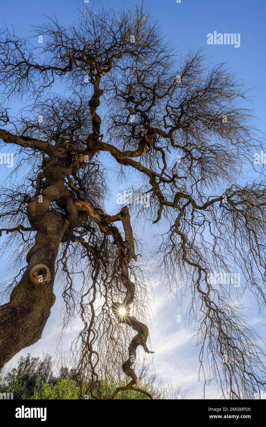 Japanese pagoda tree (Styphnolobium japonicum) remarkable, Le Vigan ...