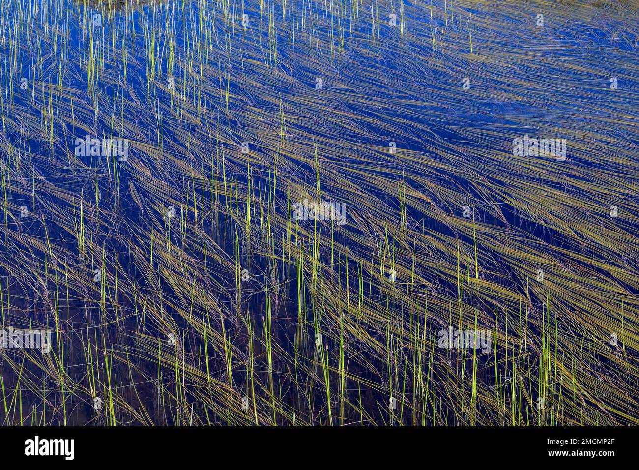 Floating Bur-reed (Sparganium angustifolium) on the surface of a ...