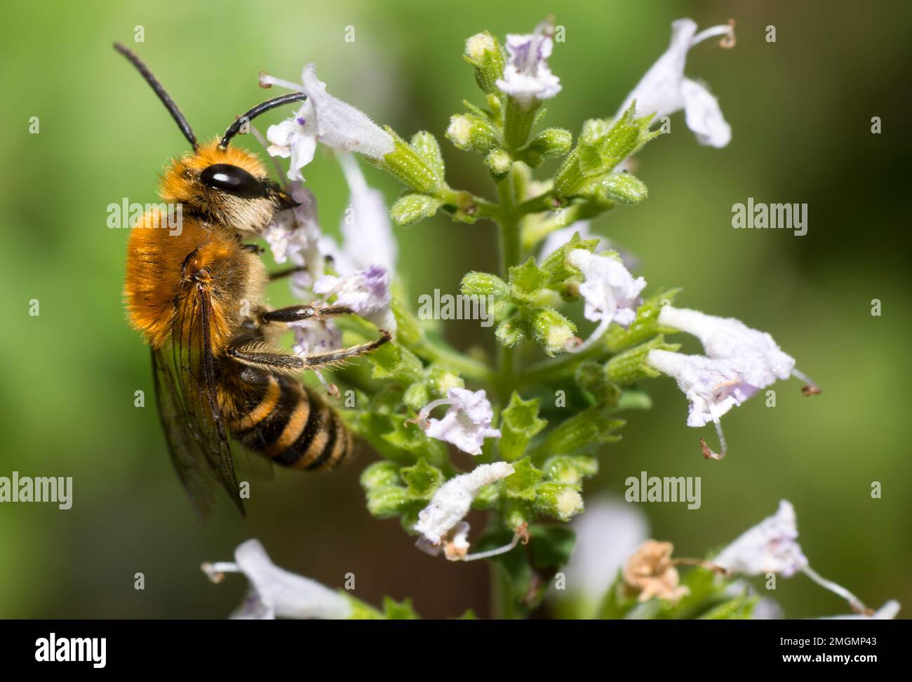 Ivy Bee (Colletes hederae) male on Creeping Charlie (Nepeta sp ...