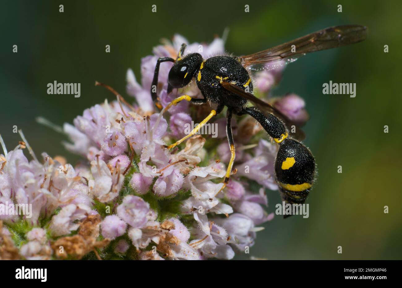 Potter wasp (Eumenes papillarius) male on flowers Stock Photo - Alamy