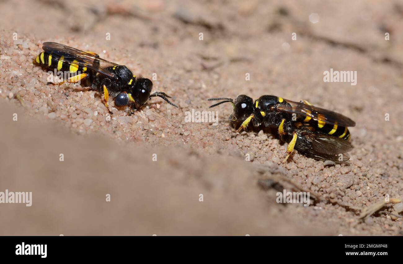 Slender bodied digger wasp (Crabro cribrarius) male and female carrying ...