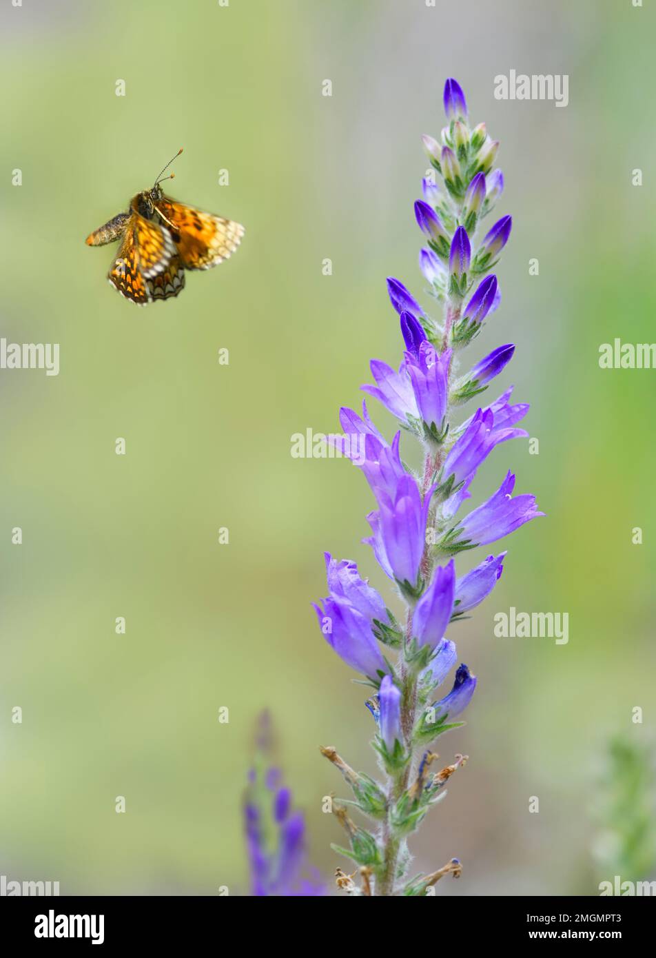 Heath Fritillary (Melitaea athalia) on Spiked bellflower (Campanula ...
