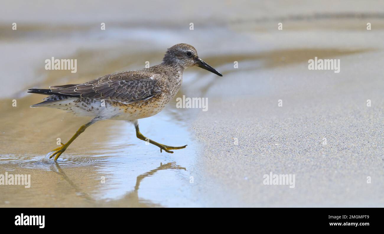 Red Knot (Calidris canutus) by the sea, Audierne Bay Brittany, France ...