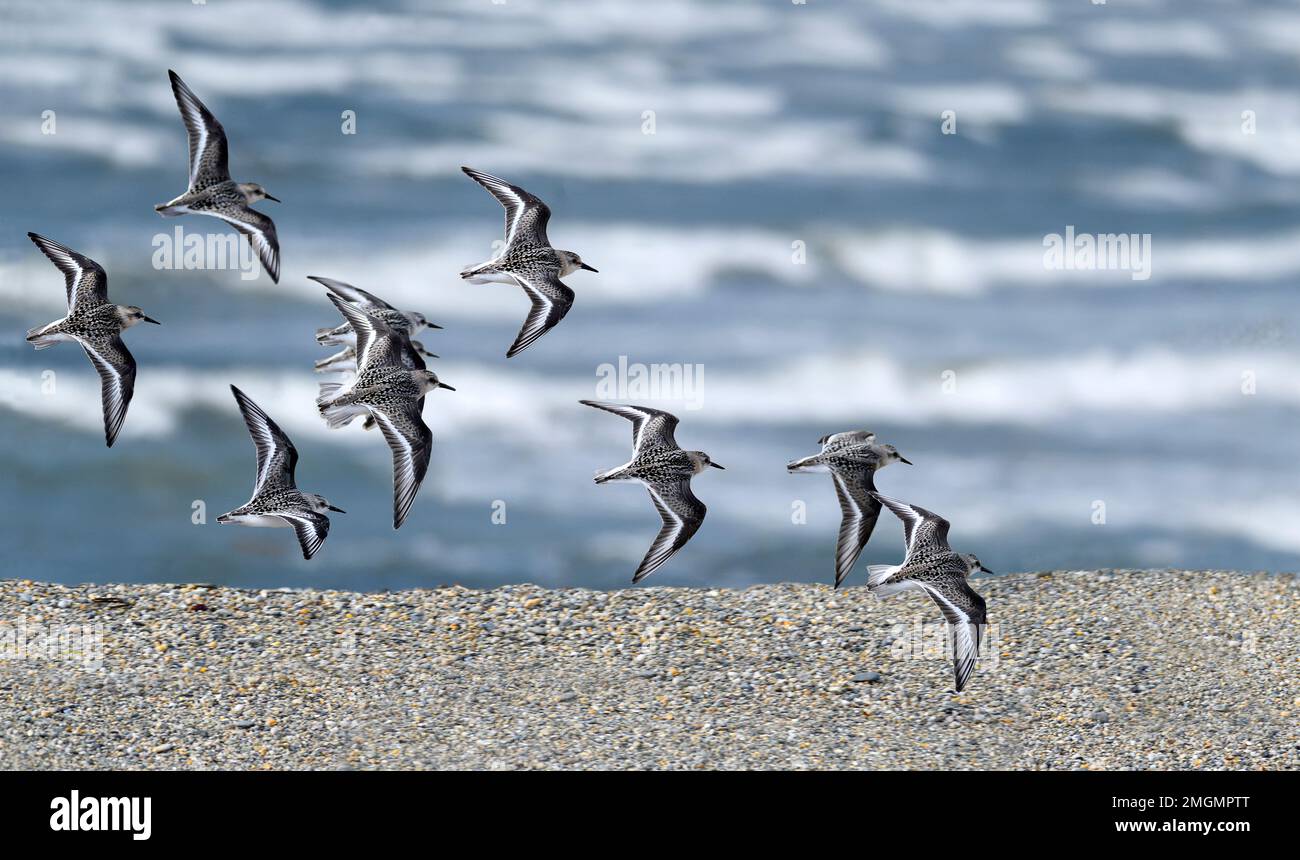 Sanderling (Calidris alba) group in flight, Audierne Bay Brittany ...