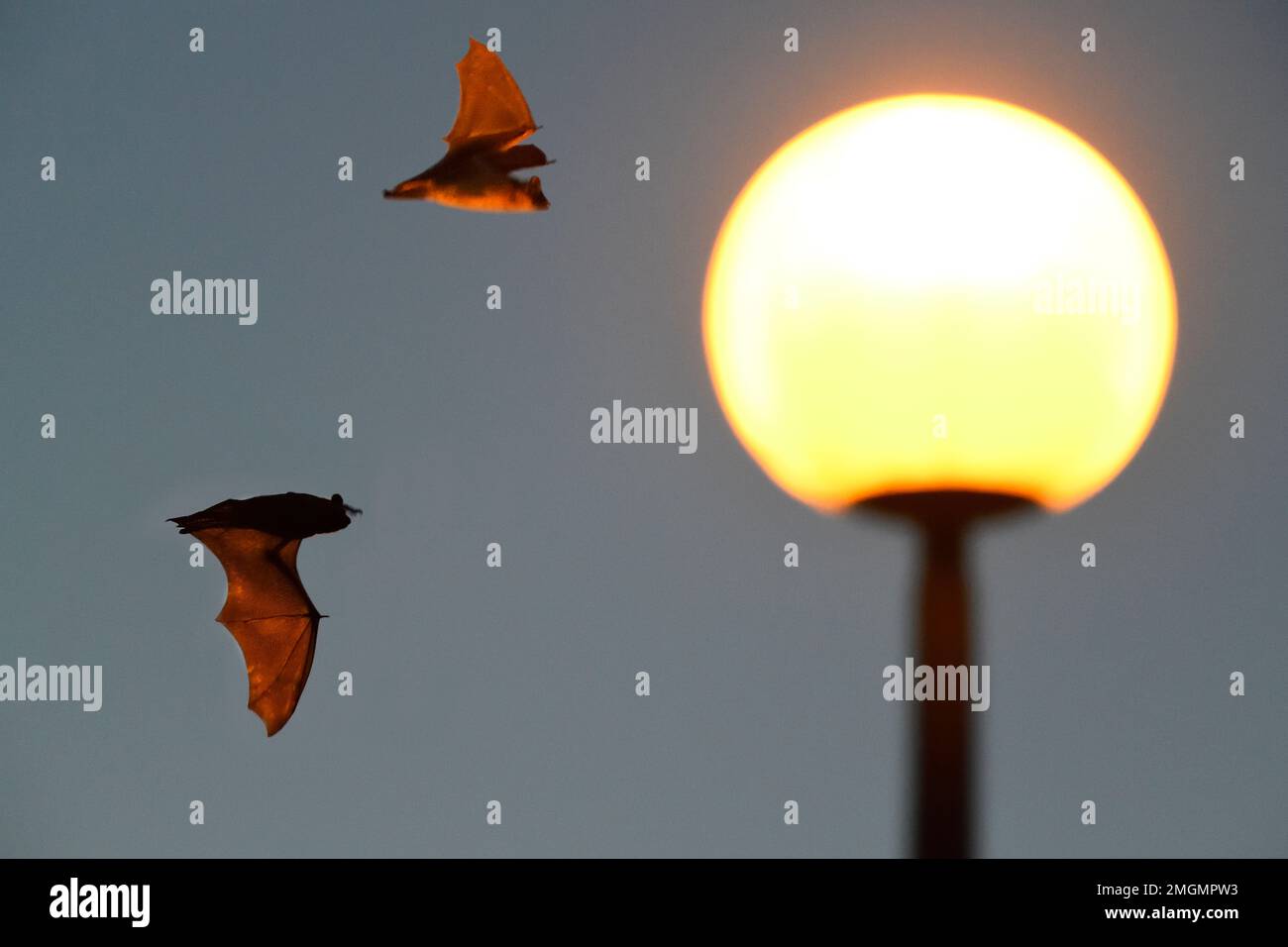 Bats hunting around a lamp post, Vosges du Nord Regional Nature Park ...