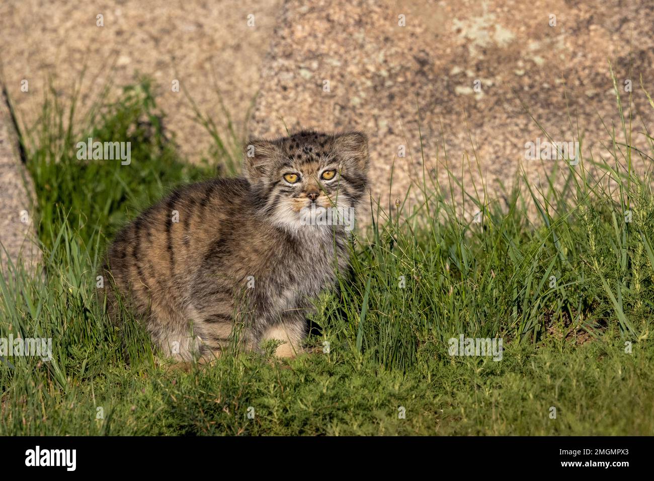 Pallas's cat (Otocolobus manul), Babies at den, Steppe area, East ...