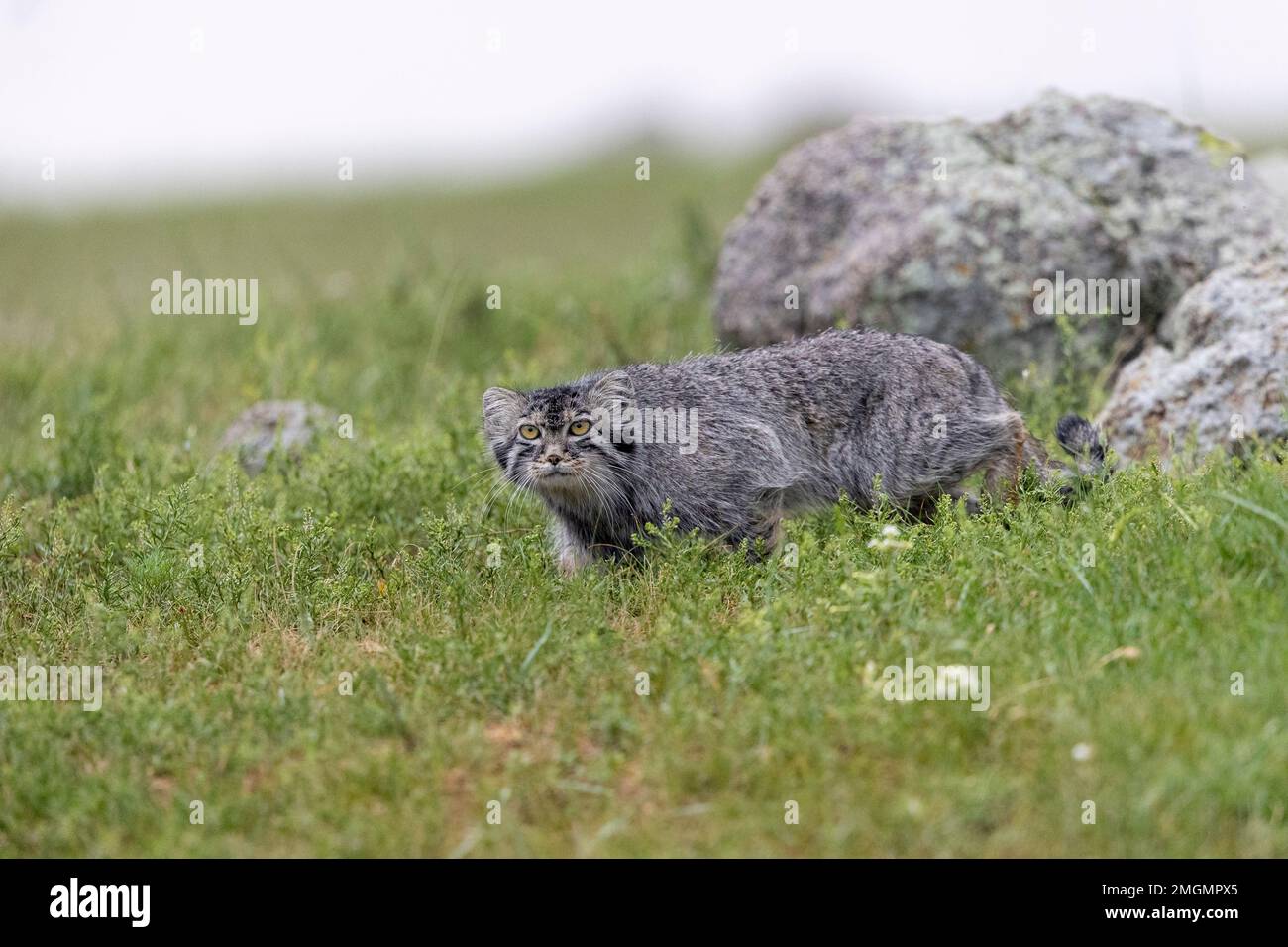Pallas's cat (Otocolobus manul), Female adult, Steppe area, East ...
