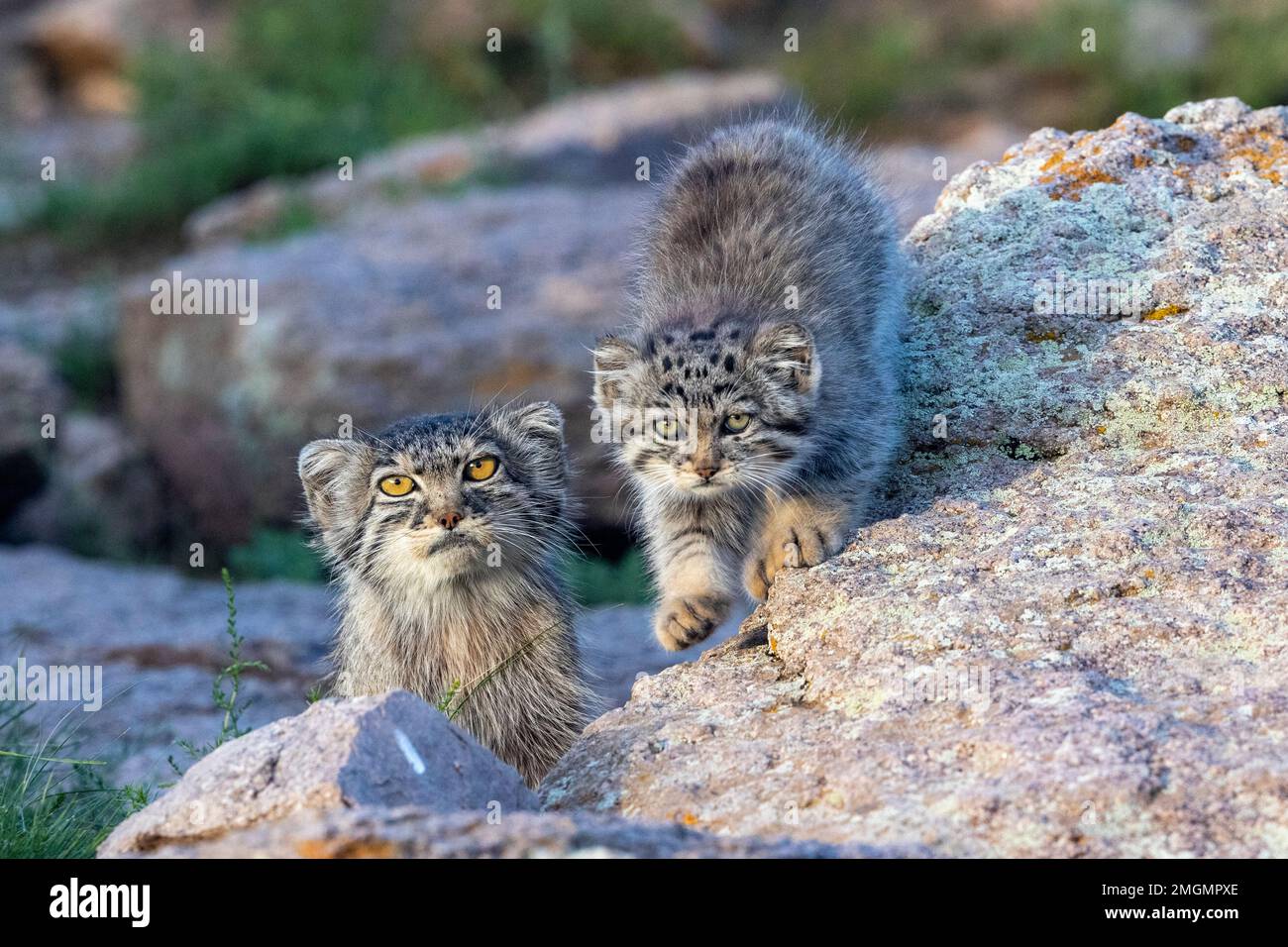 Pallas's cat (Otocolobus manul), Den, Babies with thee mother, Steppe ...