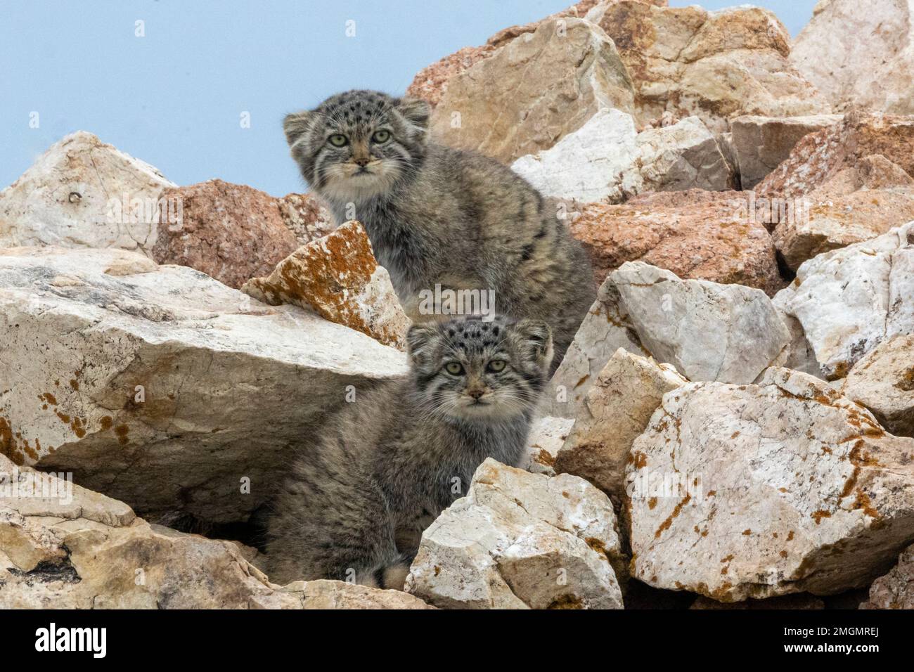 Pallas's cat (Otocolobus manul), Babies at den, Steppe area, East ...