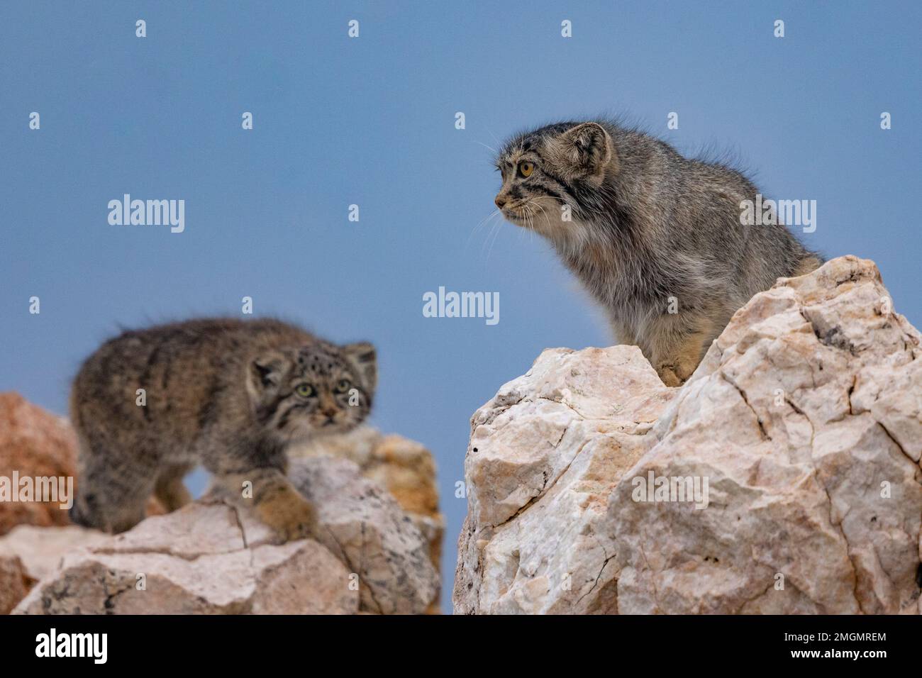 Pallas's cat (Otocolobus manul), Babies with mother at den, Steppe area ...