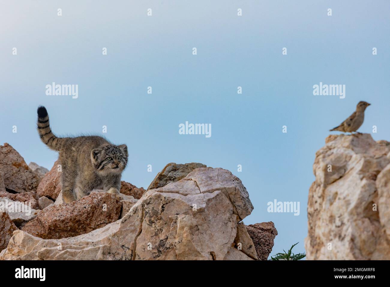 Pallas's cat (Otocolobus manul), Den, Babiy with a rock Sparrow nesting ...