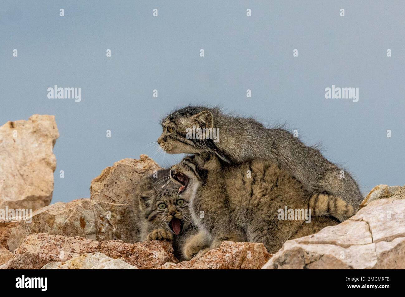 Pallas's cat (Otocolobus manul), Babies with mother at den, Steppe area ...