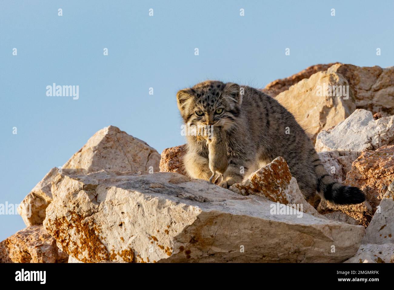 Pallas's cat (Otocolobus manul), Den, Baby,Vole in the mouth, Steppe ...