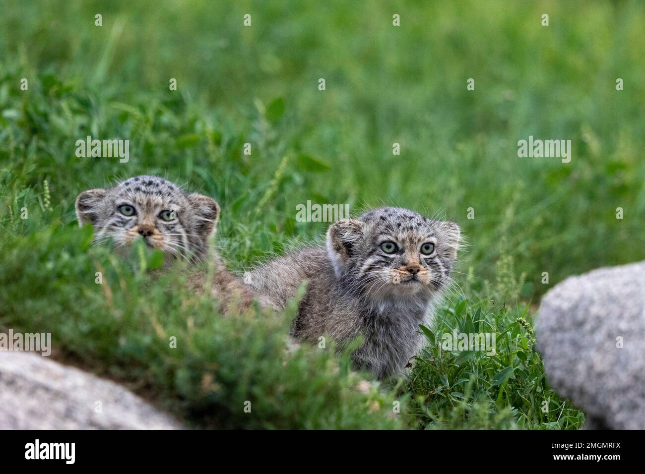Pallas's cat (Otocolobus manul), Babies at den, Steppe area, East ...