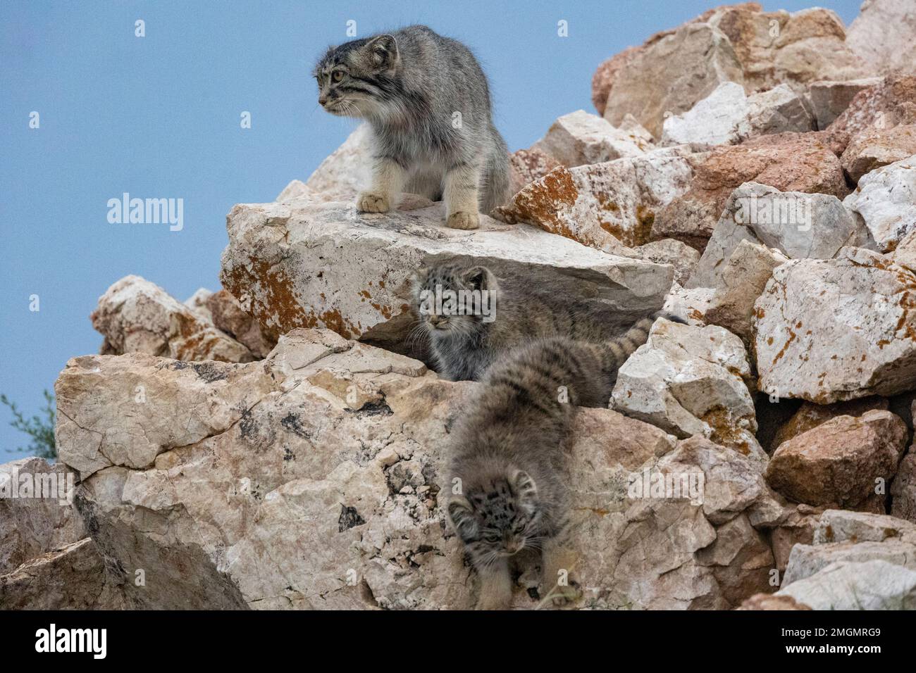 Pallas's cat (Otocolobus manul), Babies with mother at den, Steppe area ...