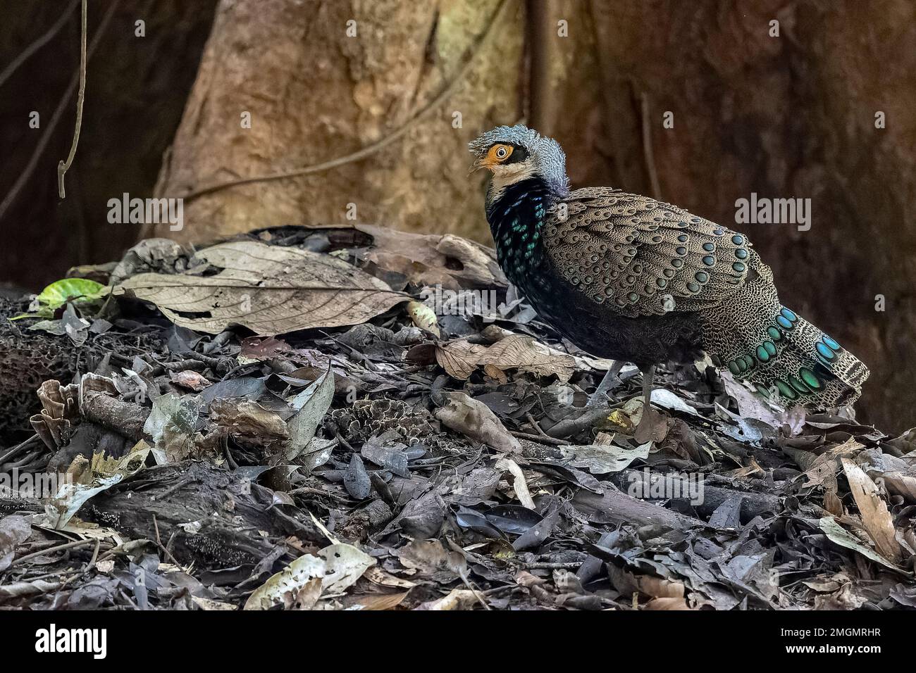 Very rare picture of Bornean peacock-pheasant (Polyplectron schleiermacheri), male in Primary ...