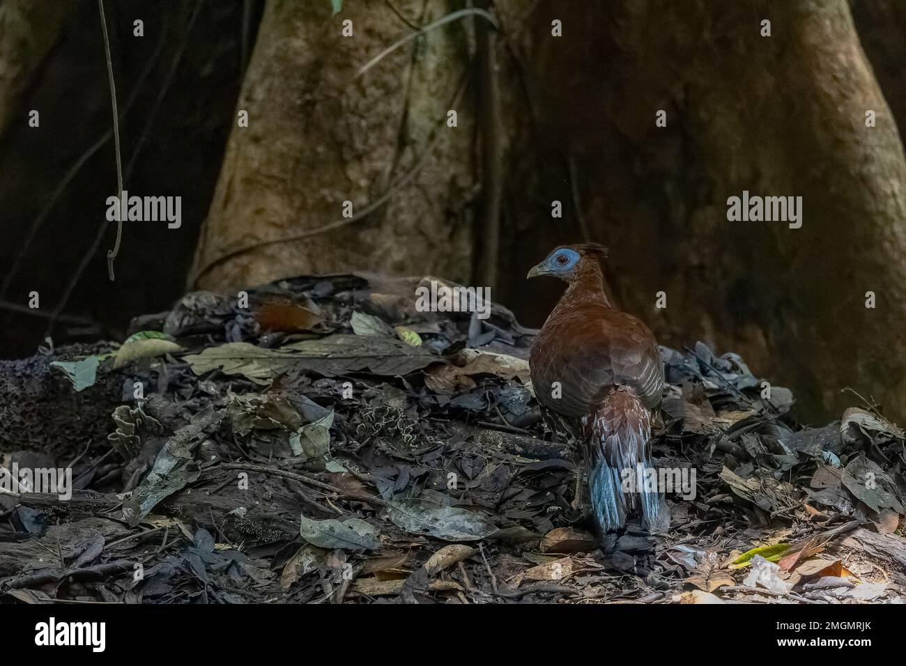 Greater Bornean crested fireback (Lophura ignita nobilis), female in ...