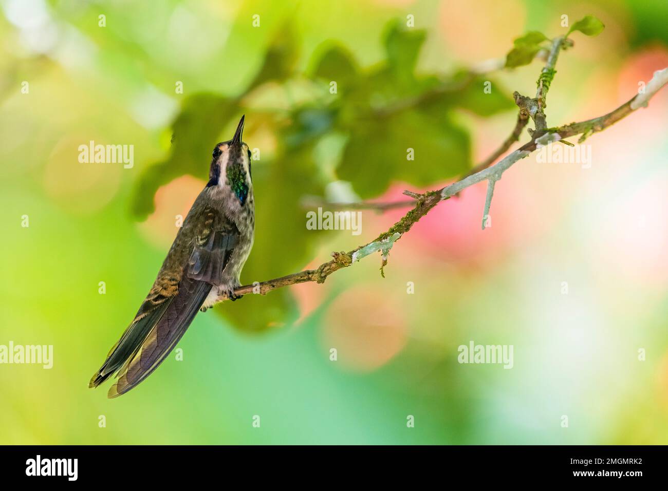 Brown violetear (Colibri delphinae) on a branch, Costa rica Stock Photo ...