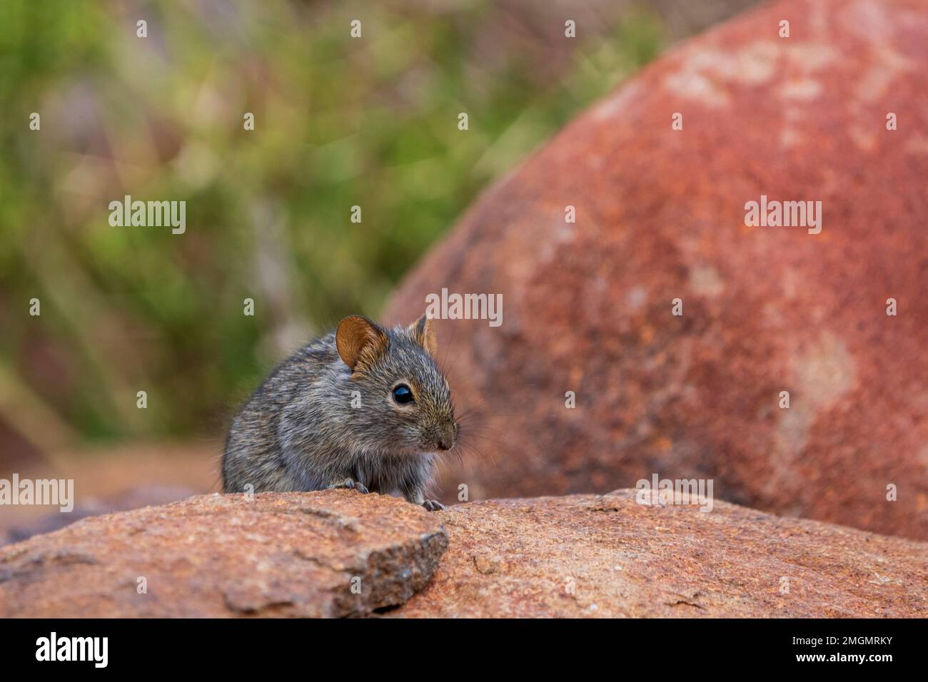 Four-striped grass mouse or four-striped grass rat (Rhabdomys pumilio ...