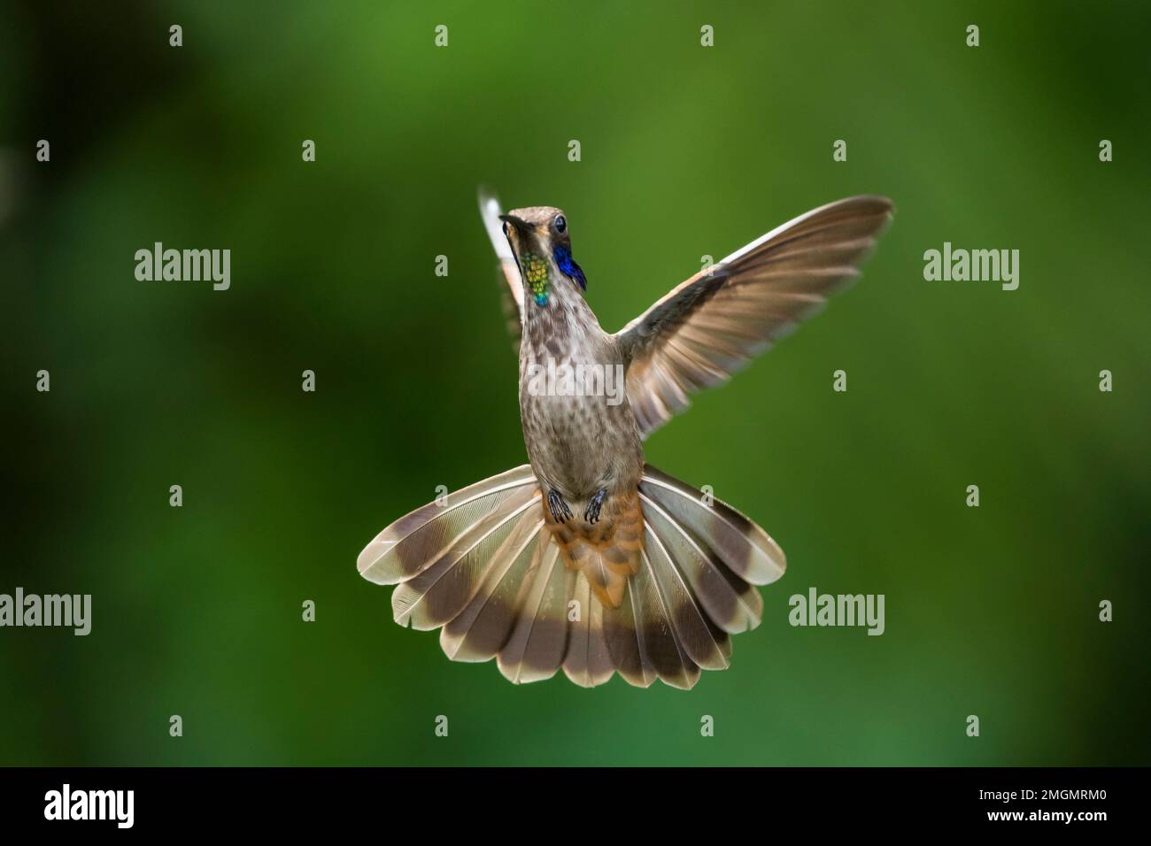 Brown violetear (Colibri delphinae) in flight, La Paz, Costa rica Stock ...
