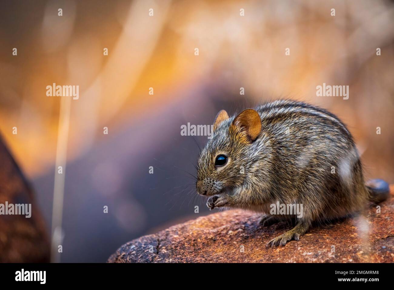 Four-striped grass mouse or four-striped grass rat (Rhabdomys pumilio ...