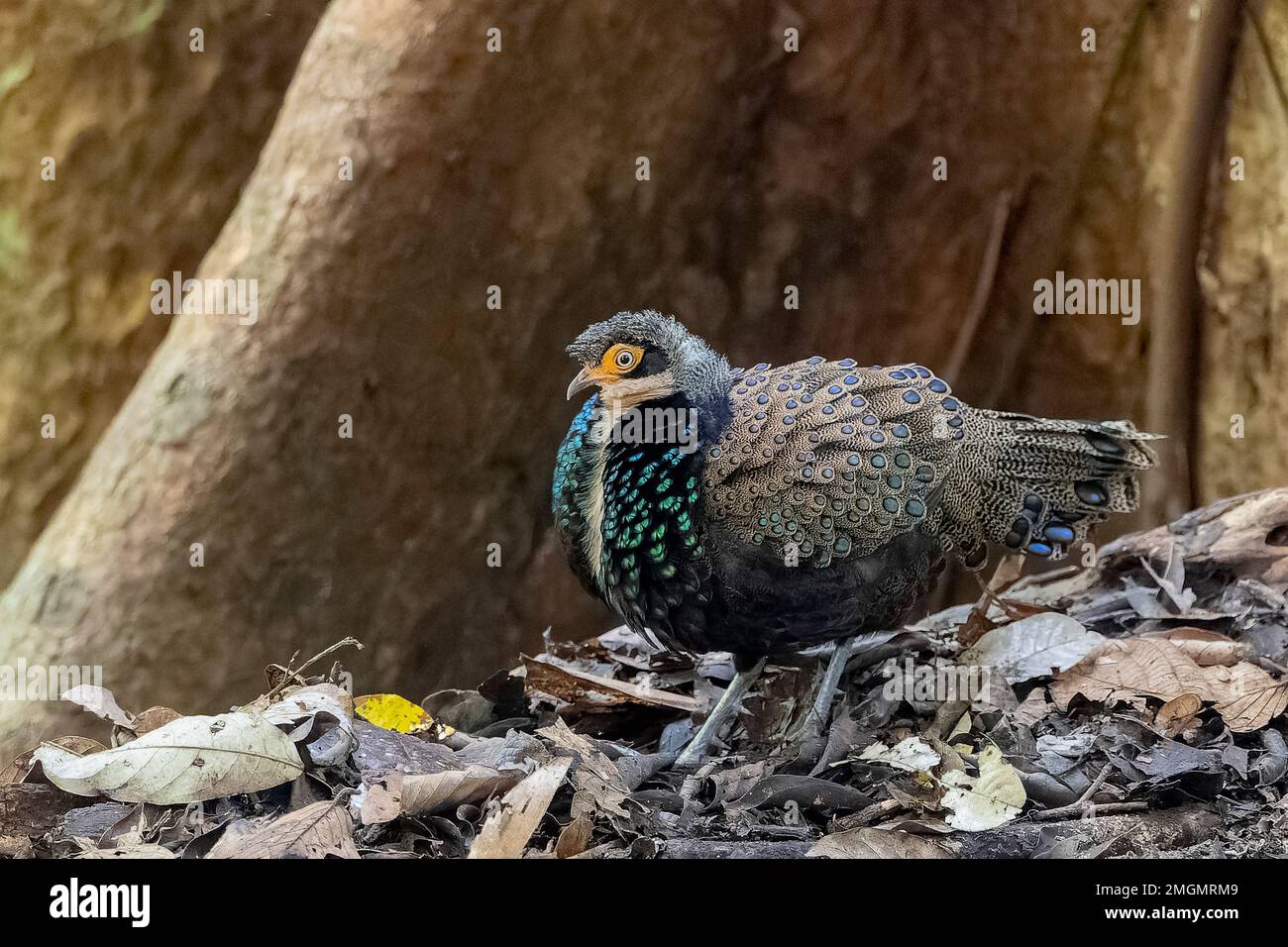 Very rare picture of Bornean peacock-pheasant (Polyplectron schleiermacheri), male in Primary ...