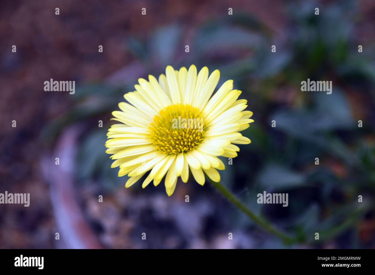Single Yellow Erigeron Aureus (Fleabane) 'Canary Bird' Flower grown in ...