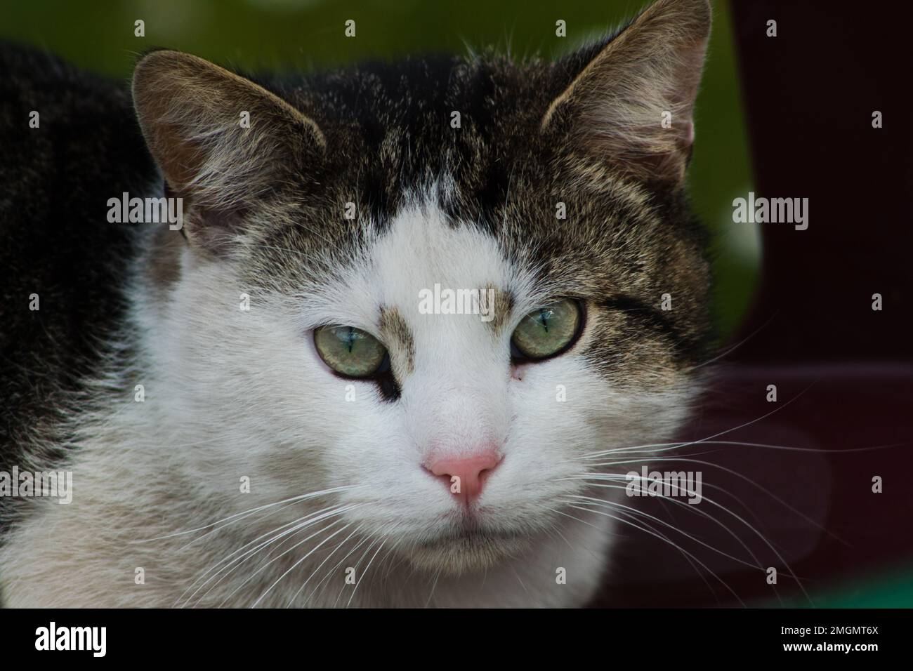 A closeup shot of a single white and brown cat in the blurred ...