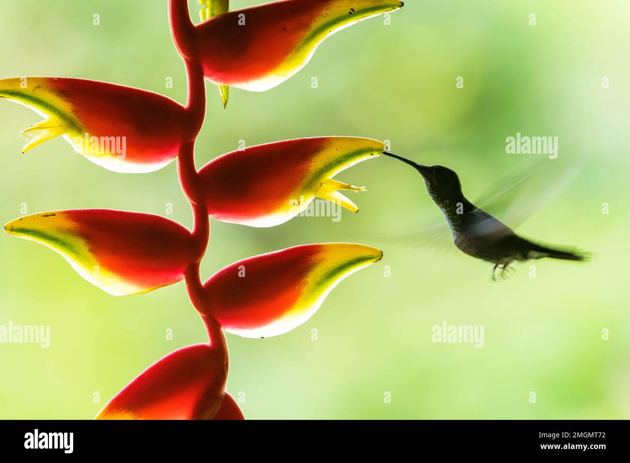 Hummingbird foraging in flight on a Heliconia flower, Costa Rica Stock ...