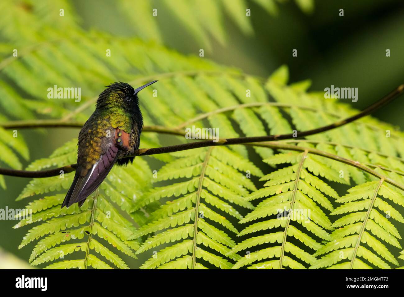 Black-bellied Hummingbird (Eupherusa nigriventris) on a fern, Costa ...