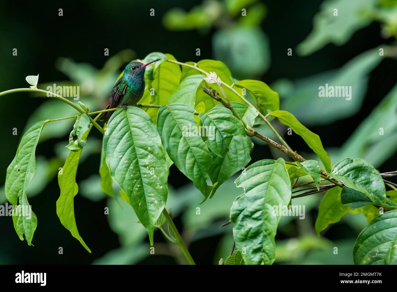 Rufous-tailed Hummingbird (Amazilia tzacatl) on a branch, Dave & Dave's ...