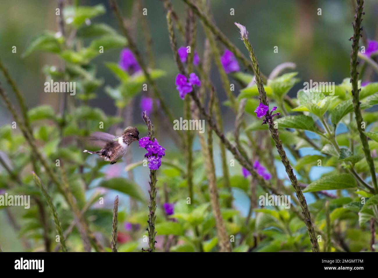 Scintillant Hummingbird (Selasphorus scintilla) feeding in flight, Los ...