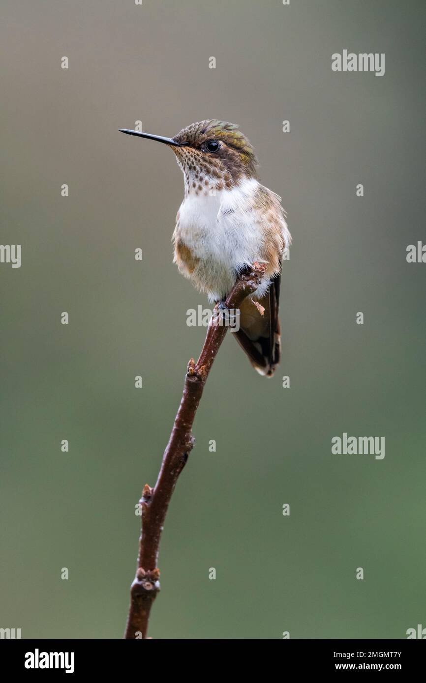 Scintillant Hummingbird (Selasphorus scintilla) on a branch, Los ...