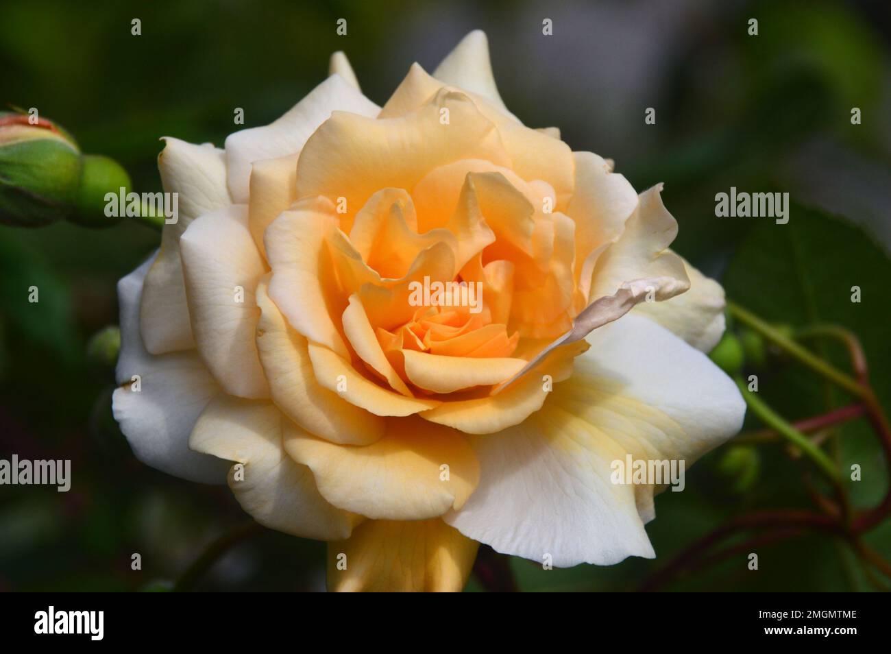 Single Apricot Coloured Rosa 'Buff Beauty' Shrub Rose Flower grown at ...