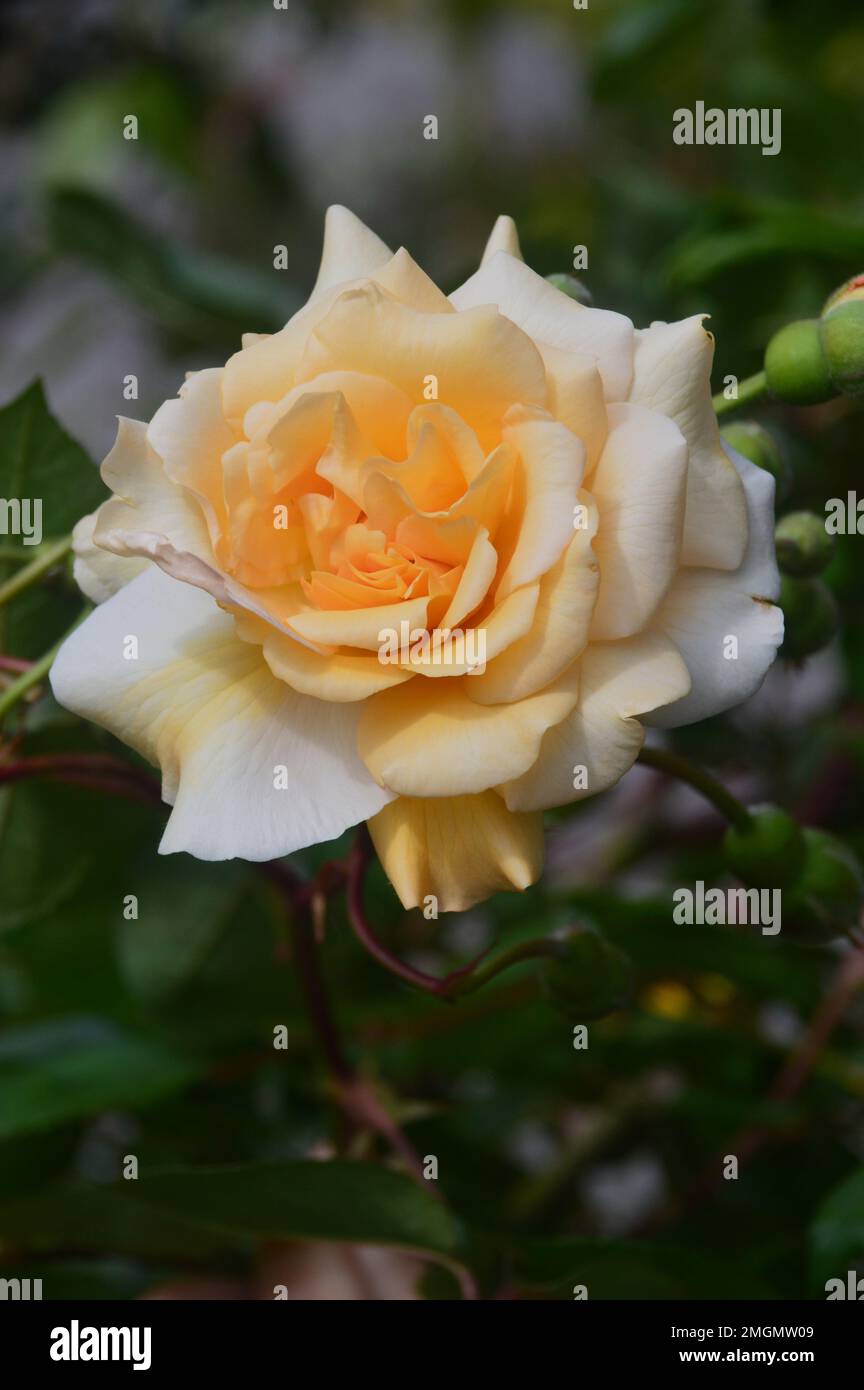 Single Apricot Coloured Rosa 'Buff Beauty' Shrub Rose Flower grown at ...