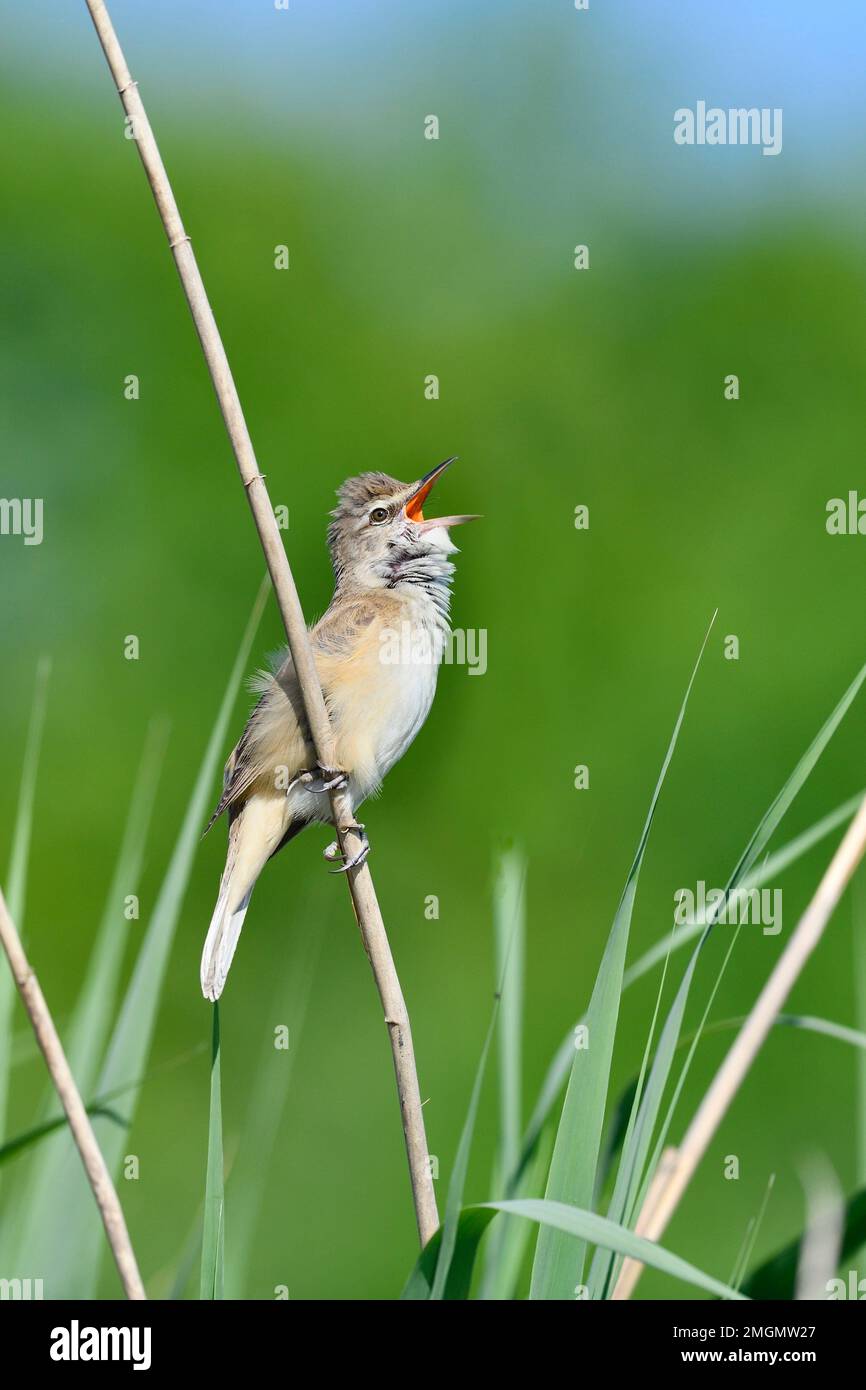 Great Reed Warbler (Acrocephalus arundinaceus) male singing in reedbed ...