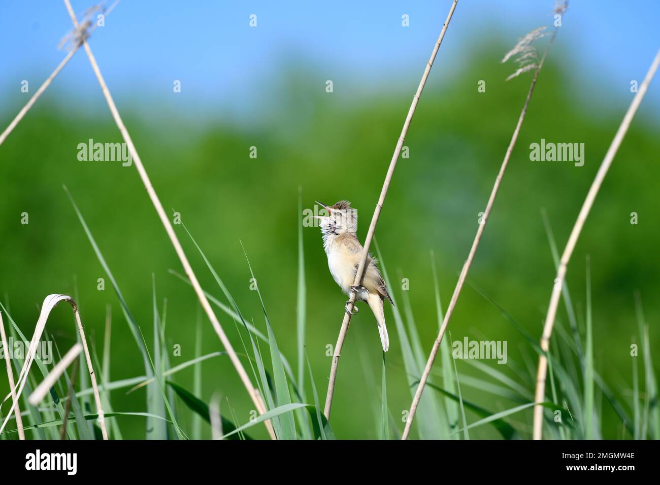 Great Reed Warbler (Acrocephalus arundinaceus) male singing in reedbed ...