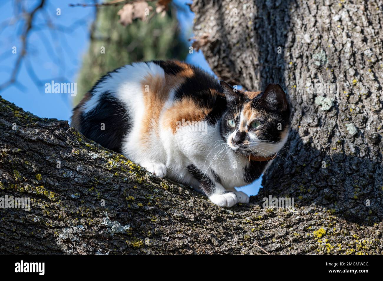 A vibrant multicolored cat perched on a bare oak tree in the winter ...