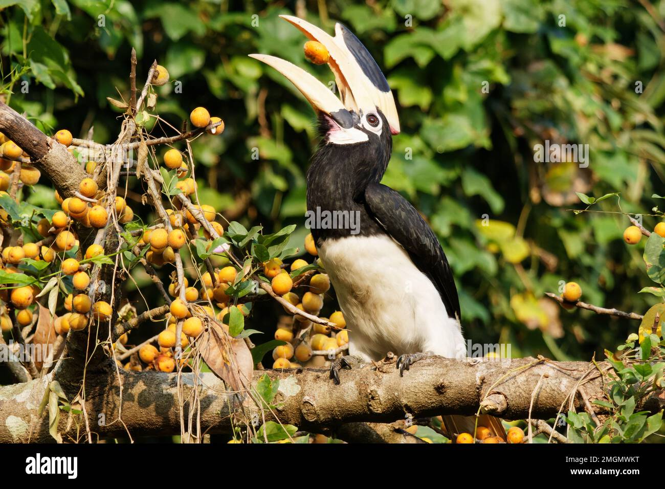 Southern oriental pied hornbill hi-res stock photography and images - Alamy
