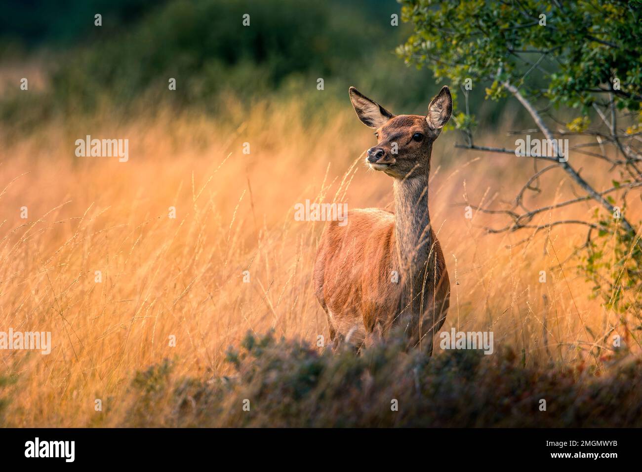 Red deer (Cervus elaphus) doe in a clearing, Ardennes, Belgium Stock ...