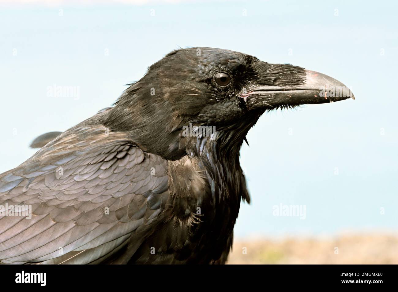 Portrait of Raven (Corvus corax), Raffles Island, Liverpool Land in ...