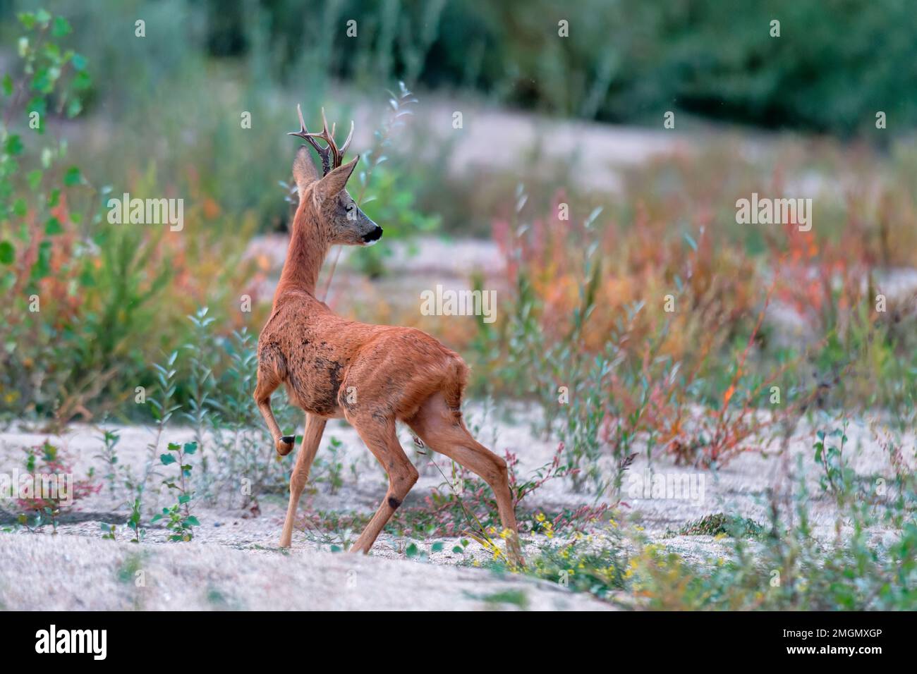 Roe Deer (Capreolus capreolus) in alarm in a secondary arm of the Loire ...