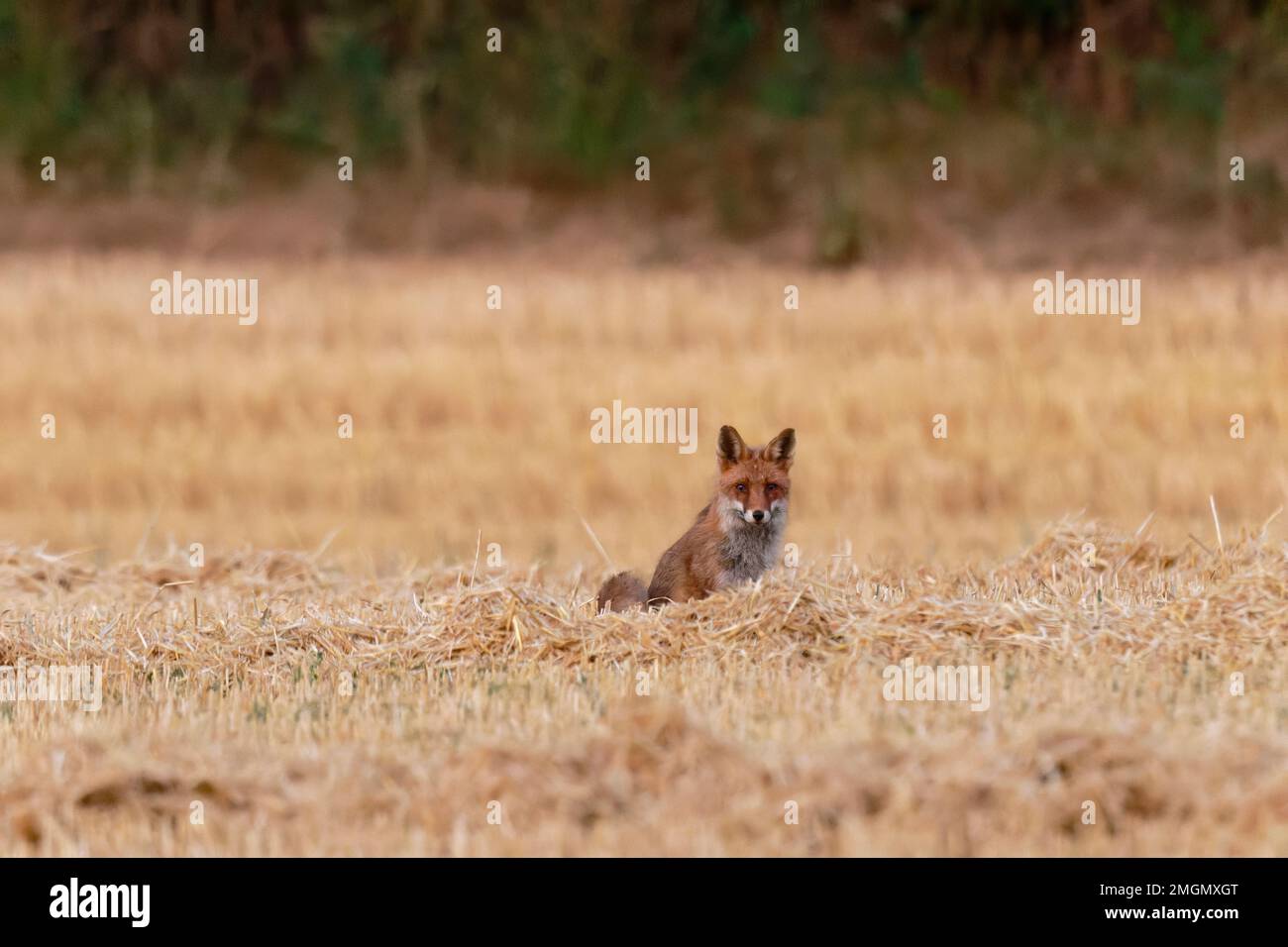 Red fox (Vulpes vulpes) looking for field mice after a combine, Nievre ...