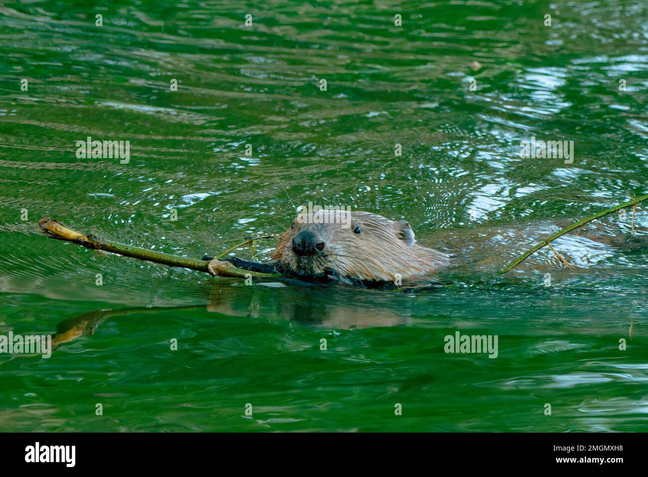 European beaver (Castor fiber) swimming with a branch in the Loire ...