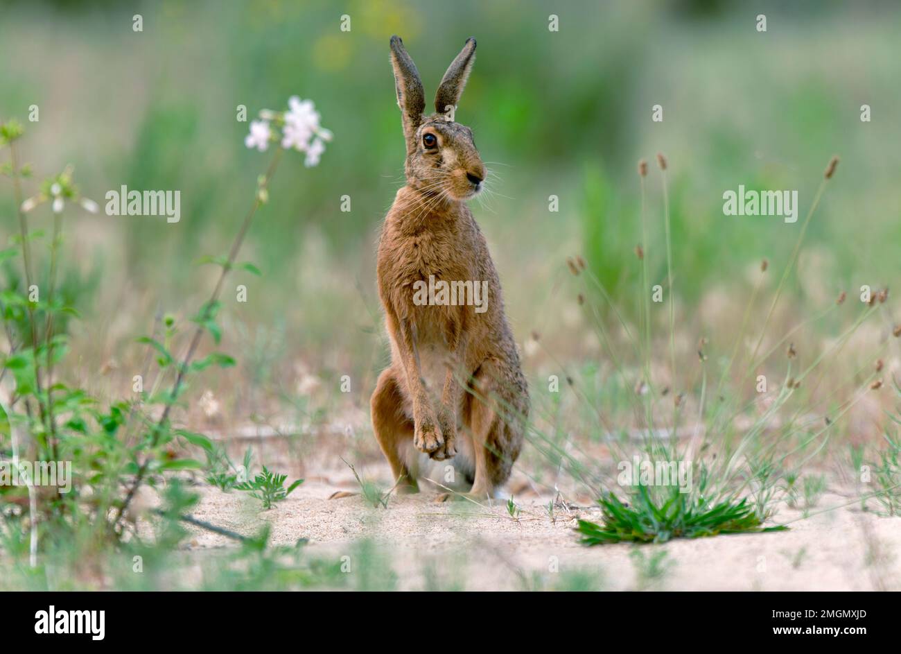 European hare (Lepus europaeus) on a sandy bank, Loire Valley National ...