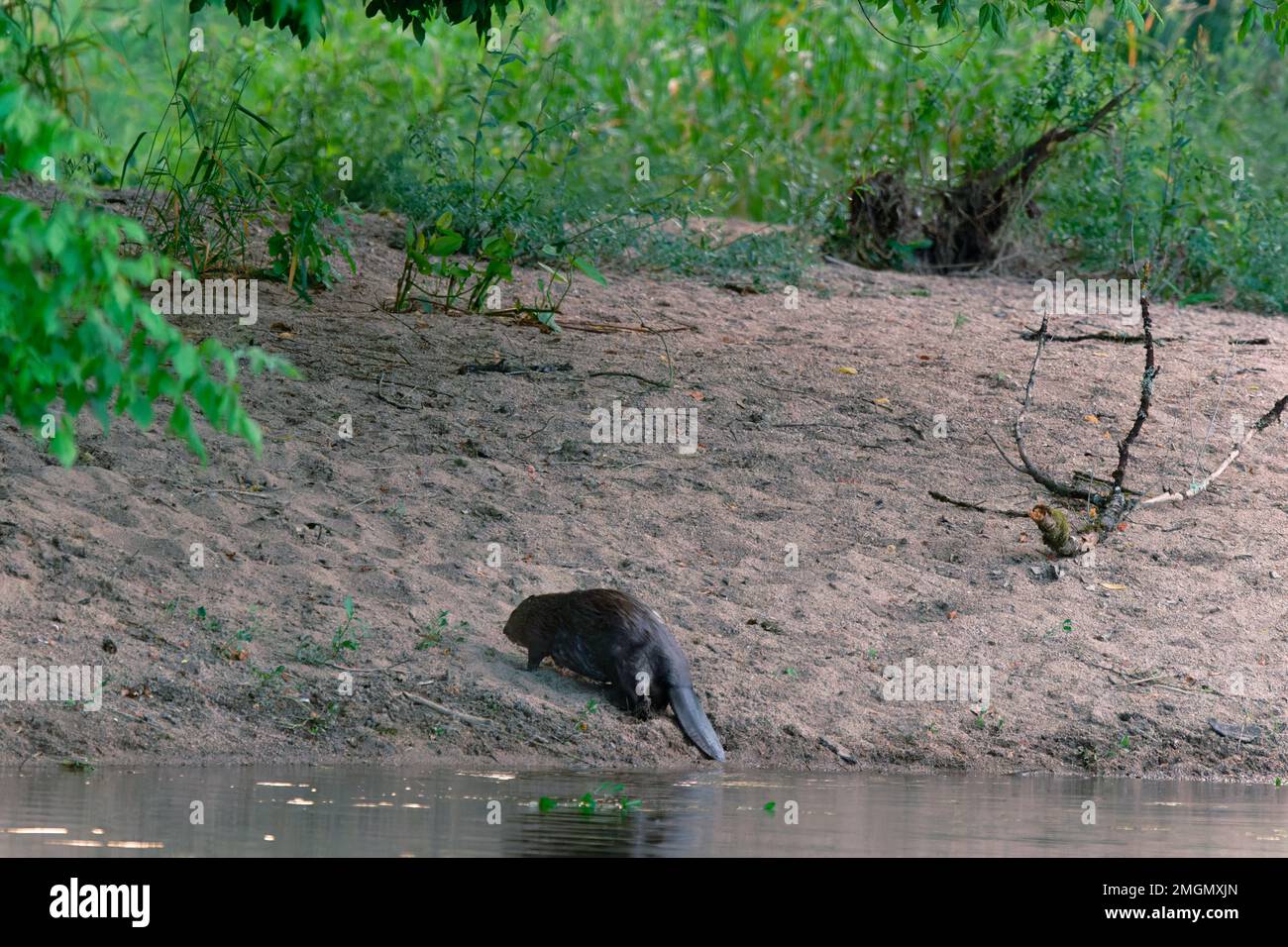 European Beaver (Castor fiber ) Beaver going to a beach to feed at dusk ...