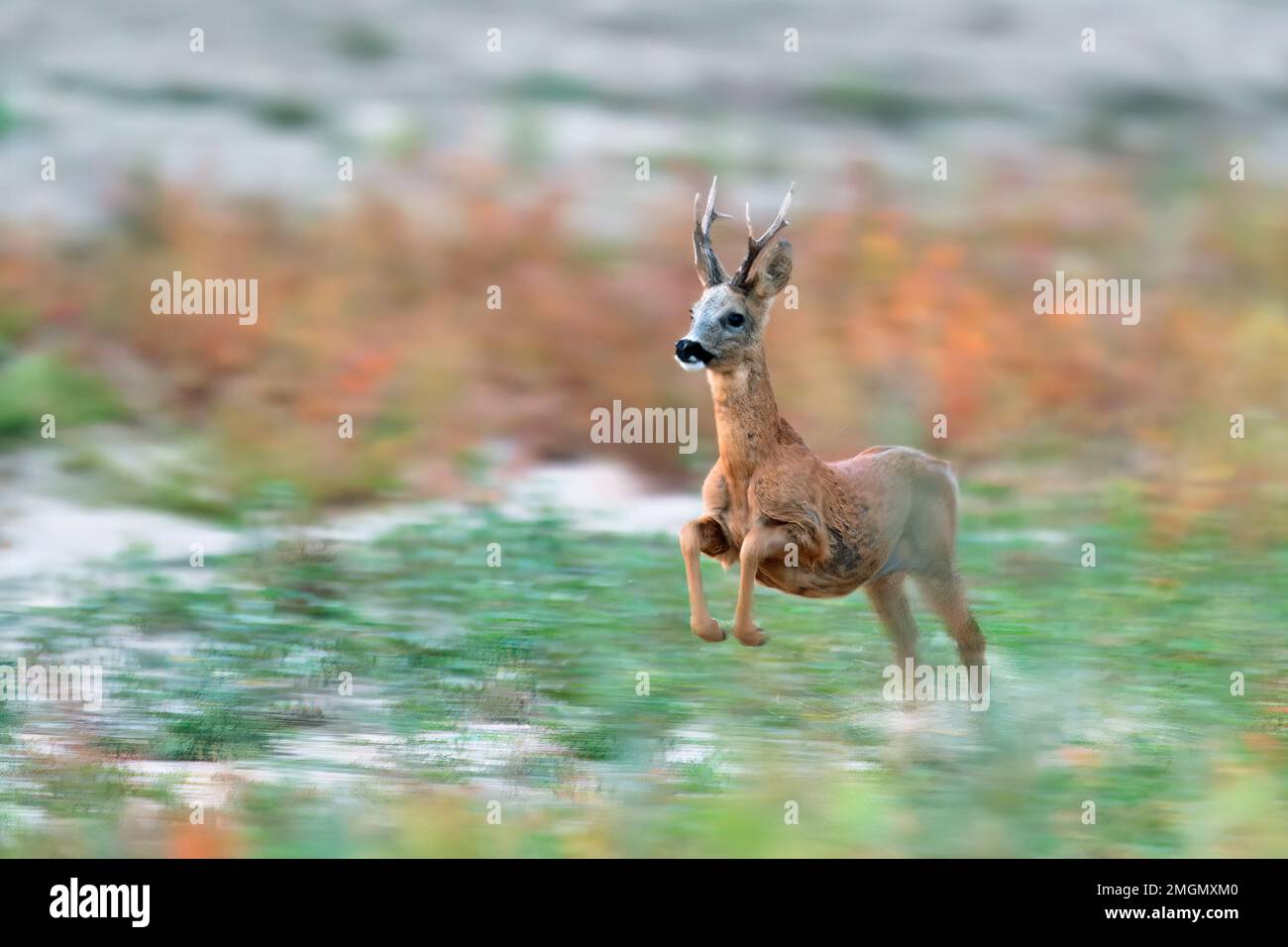 Roe Deer (Capreolus capreolus) male running on the bank, Loire Valley ...