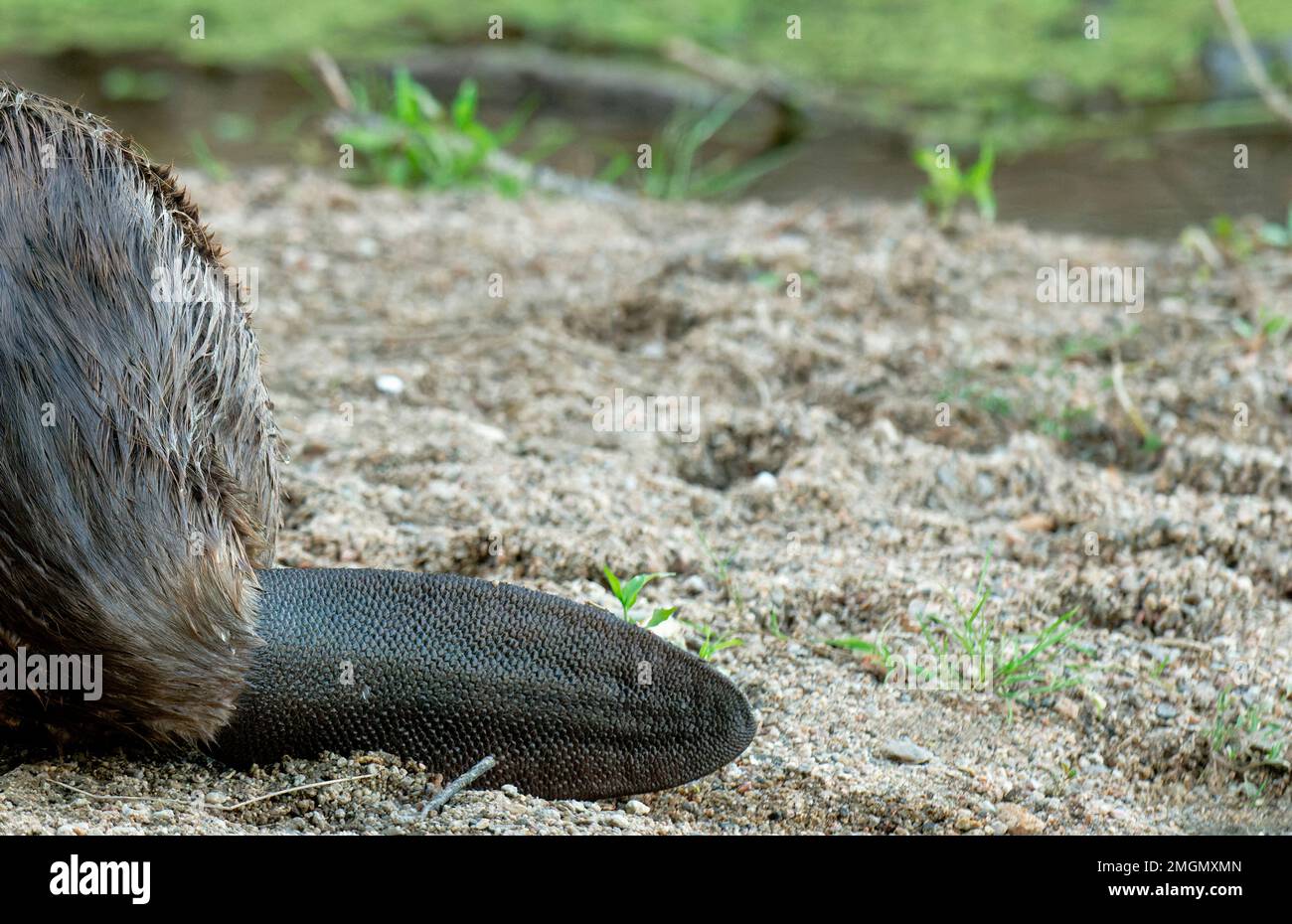 European beaver (Castor fiber) tail detail, Loire Valley National ...