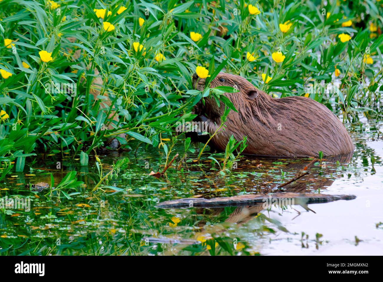 European beaver (Castor fiber) eating invasive plants: Floating ...