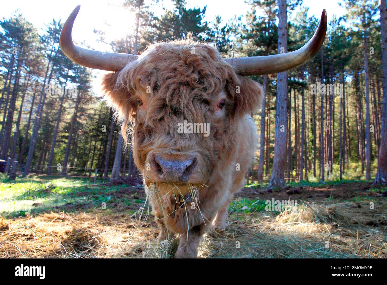 Highland-bred bull eating hay Stock Photo - Alamy